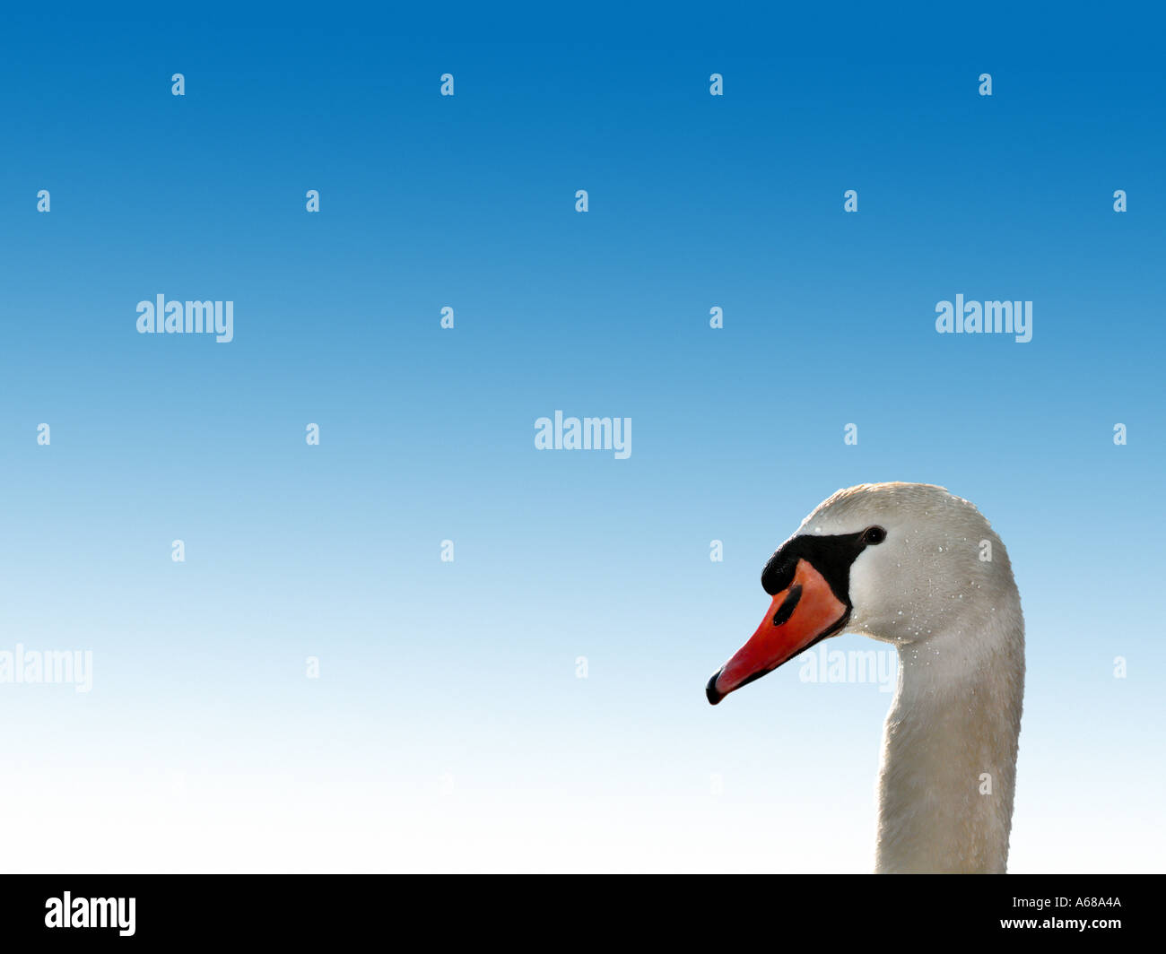 Funny swan photo hi-res stock photography and images - Alamy
