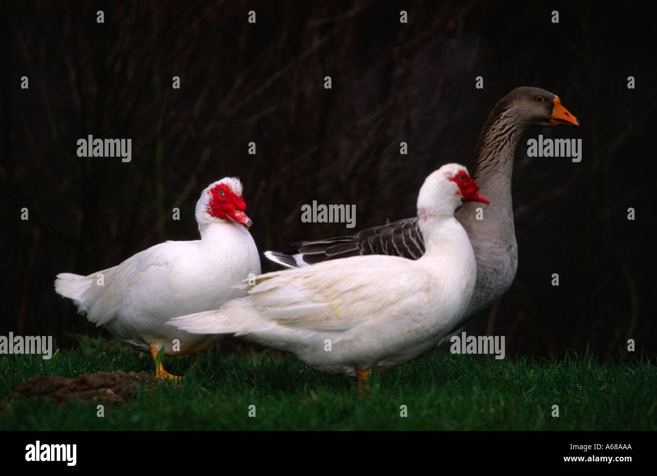 Flock of free range organic geese and ducks at pasture in gers farm in ...