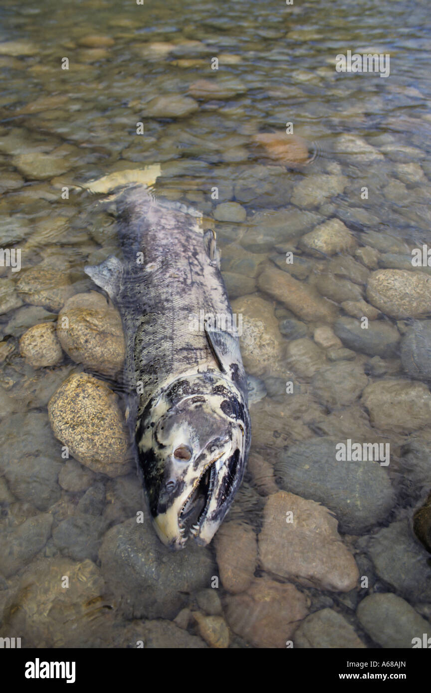 Spawned hi-res stock photography and images - Alamy