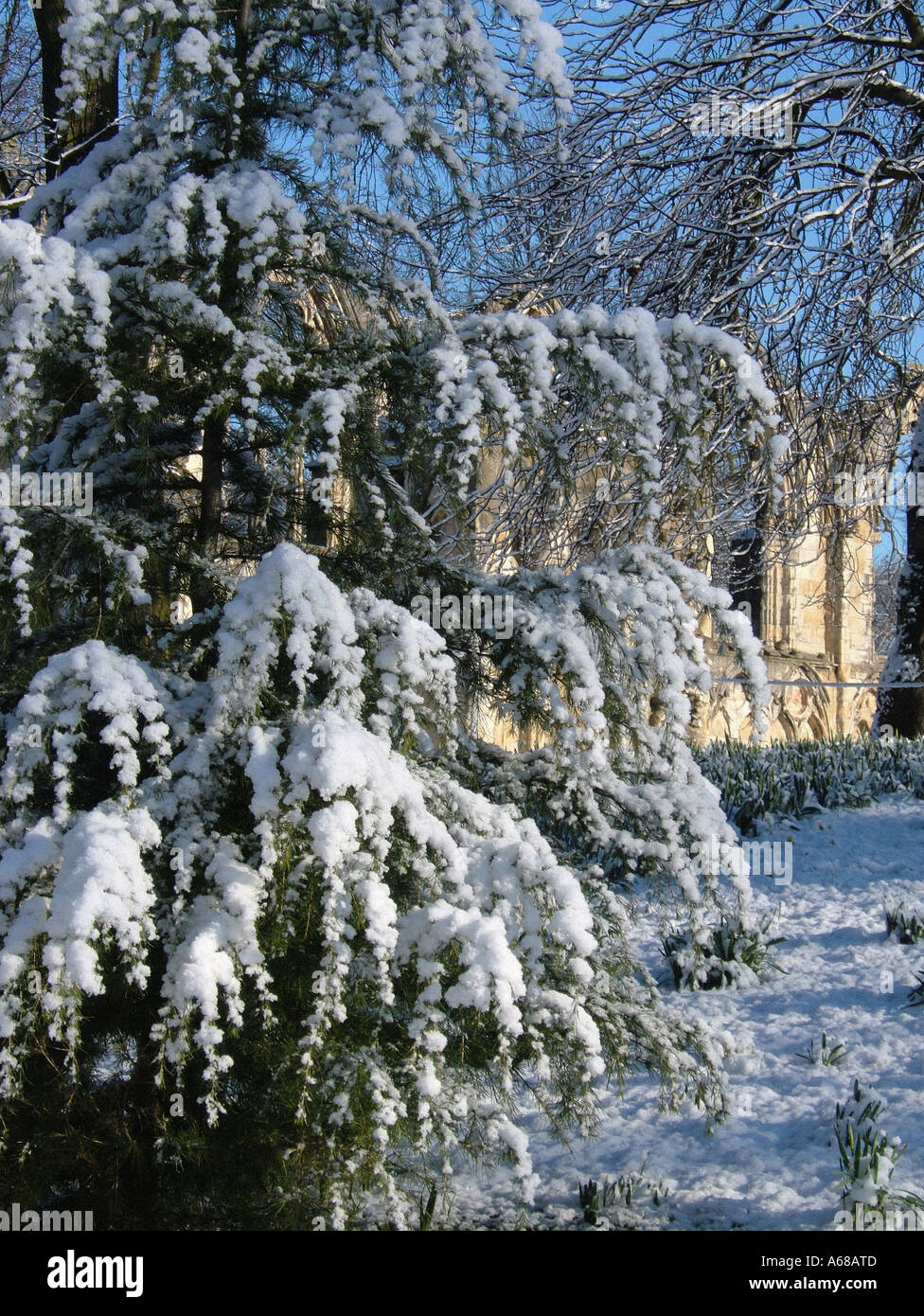 Trees laden with snow in the Museum Gardens in York Stock Photo - Alamy