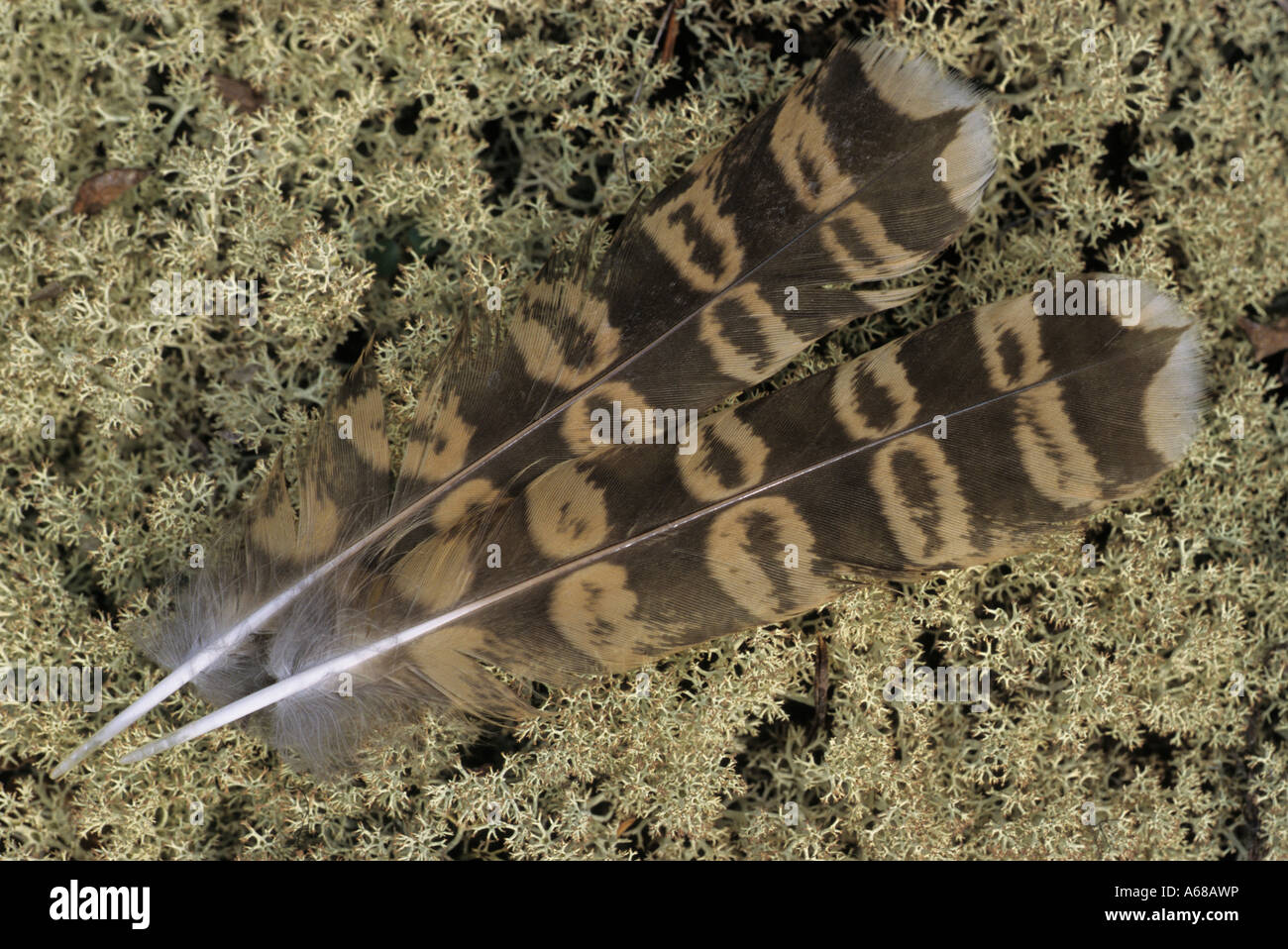 Ruffed Grouse feathers on lichen still life Stock Photo - Alamy