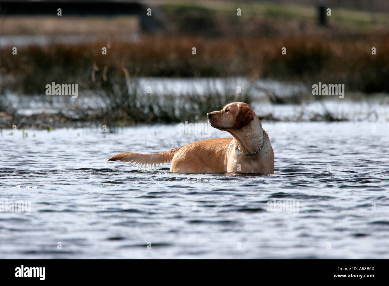 Labrador enjoying the water Stock Photo - Alamy