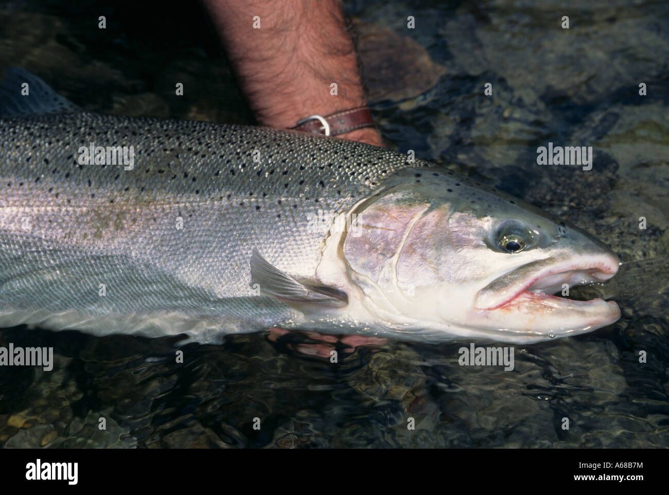 Summer run steelhead prior to release Dean river British Columbia Stock ...