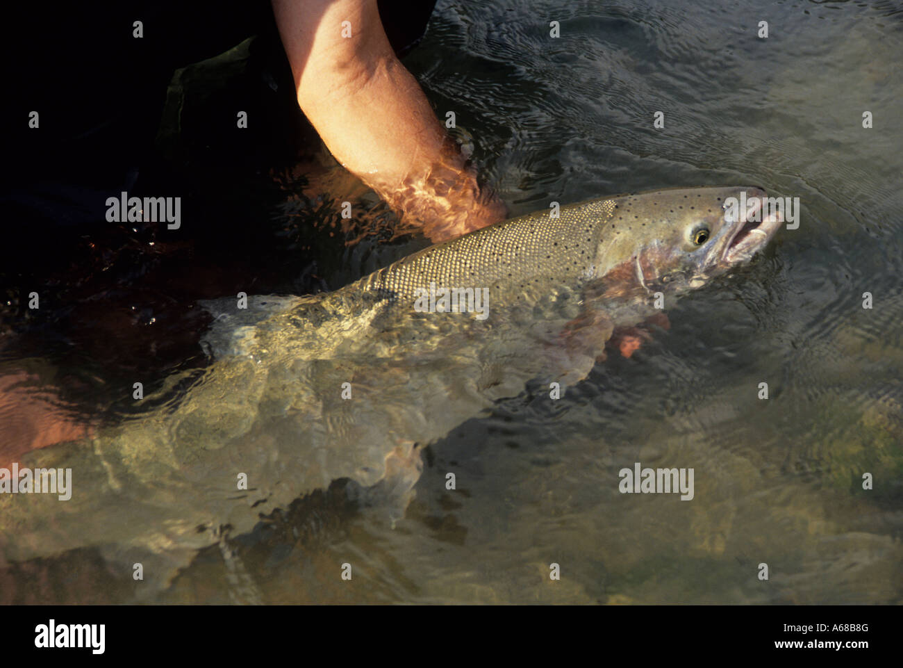 Summer run steelhead hi-res stock photography and images - Alamy