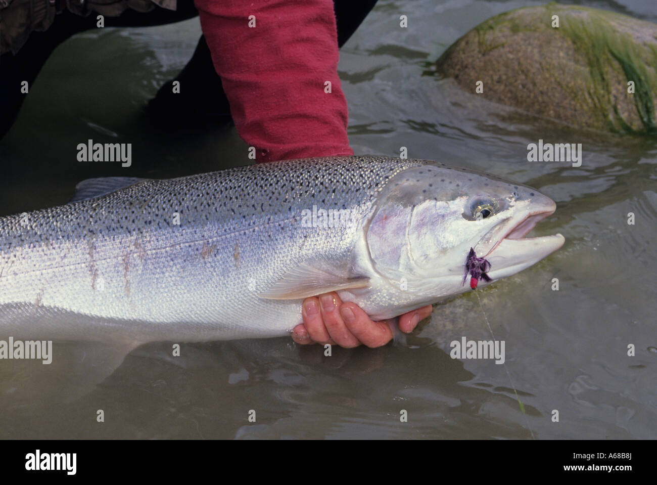 Summer run steelhead prior to release Dean river British Columbia Stock ...