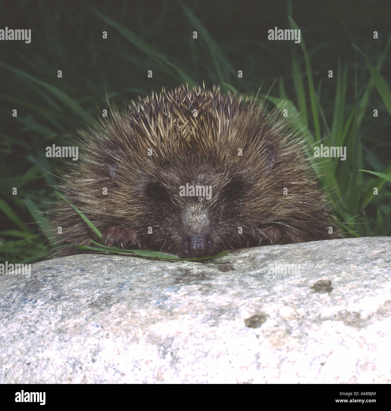 Hedge pig hi-res stock photography and images - Alamy