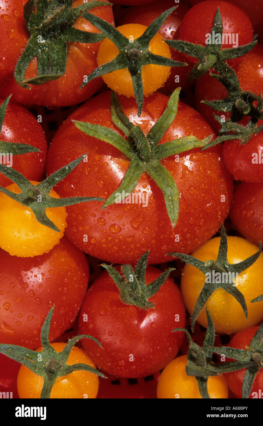 Tomatoes fresh from garden Bulkley Valley British Columbia Stock Photo ...