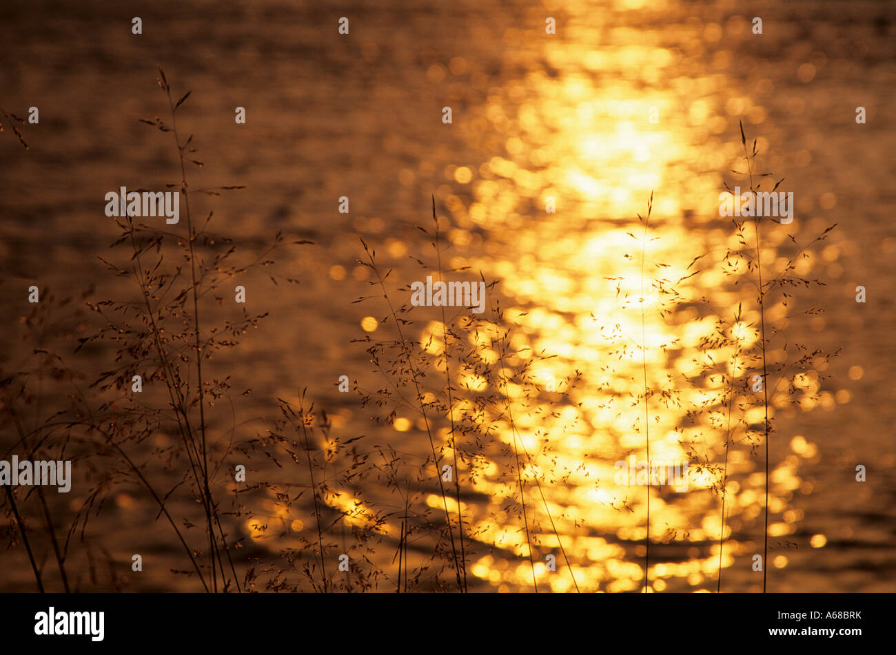 Grasses silhouetted at sunset Athabasca River Jasper National Park ...