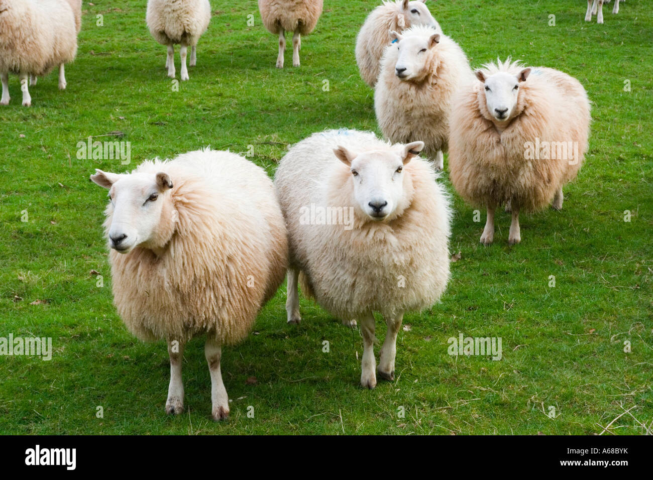 Sheep in Brecon Beacons National Park, Powys, Wales, UK Stock Photo - Alamy