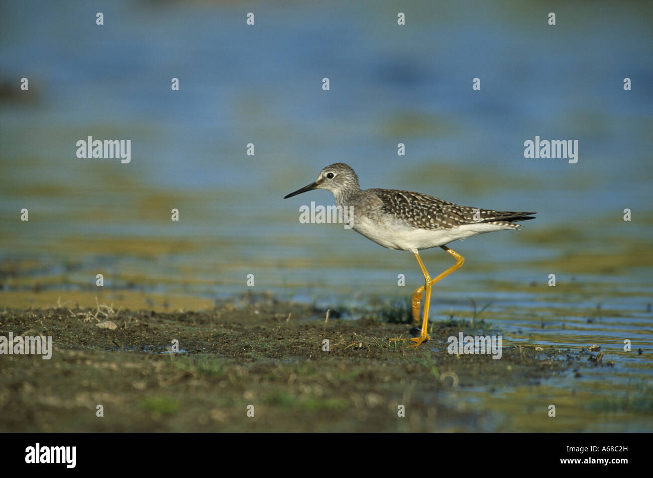 Lesser Yellowlegs Bow river Alberta Stock Photo - Alamy