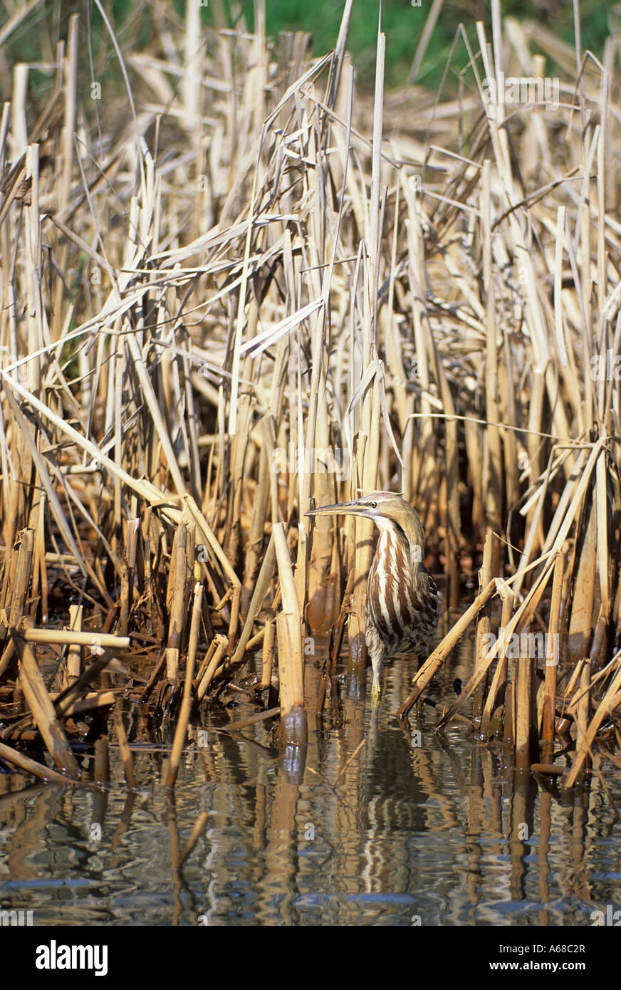 American Bittern in cattails Riefel Bird Sanctuary Richmond Stock Photo ...