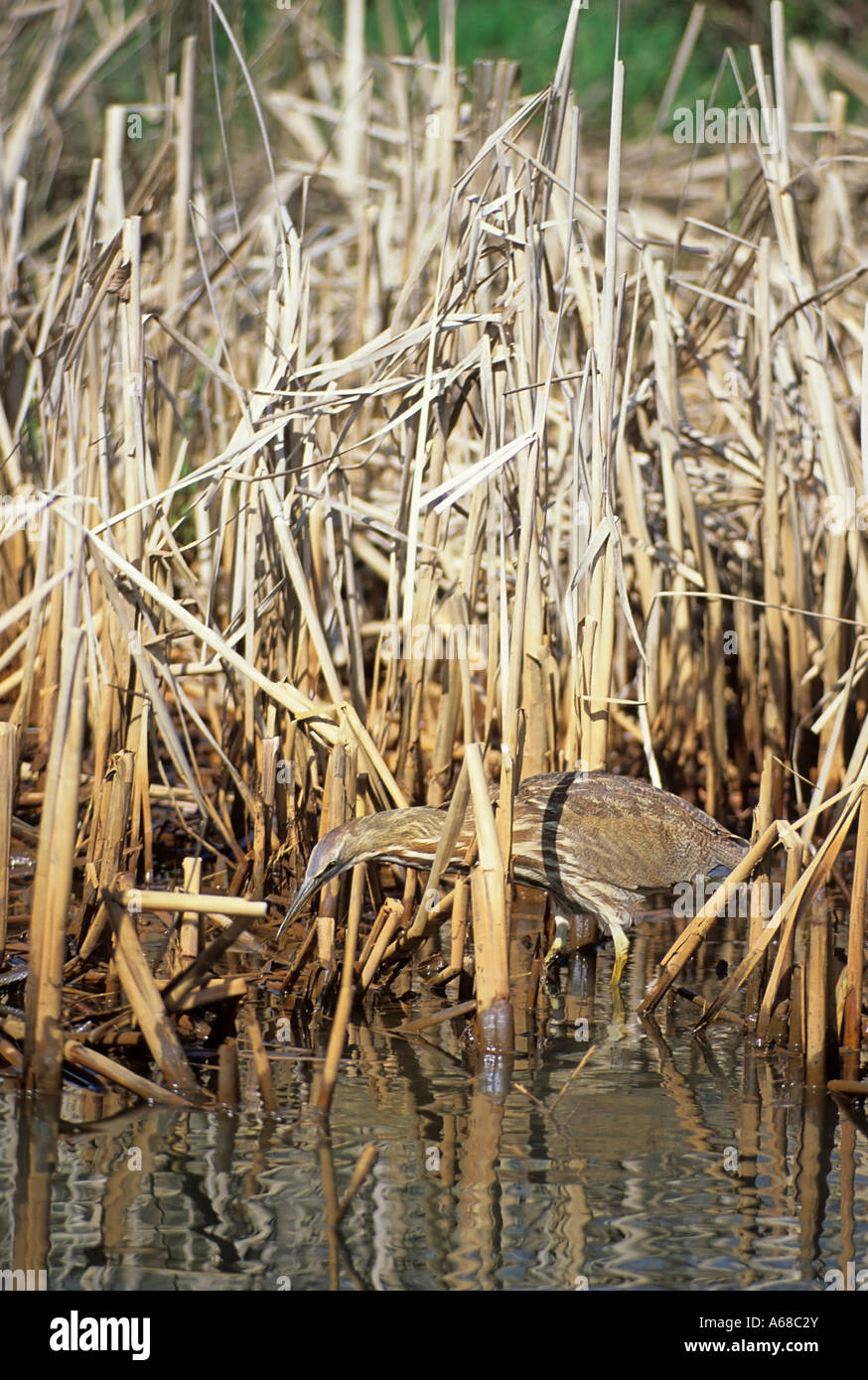 American Bittern in cattails Riefel Bird Sanctuary Richmond Stock Photo ...