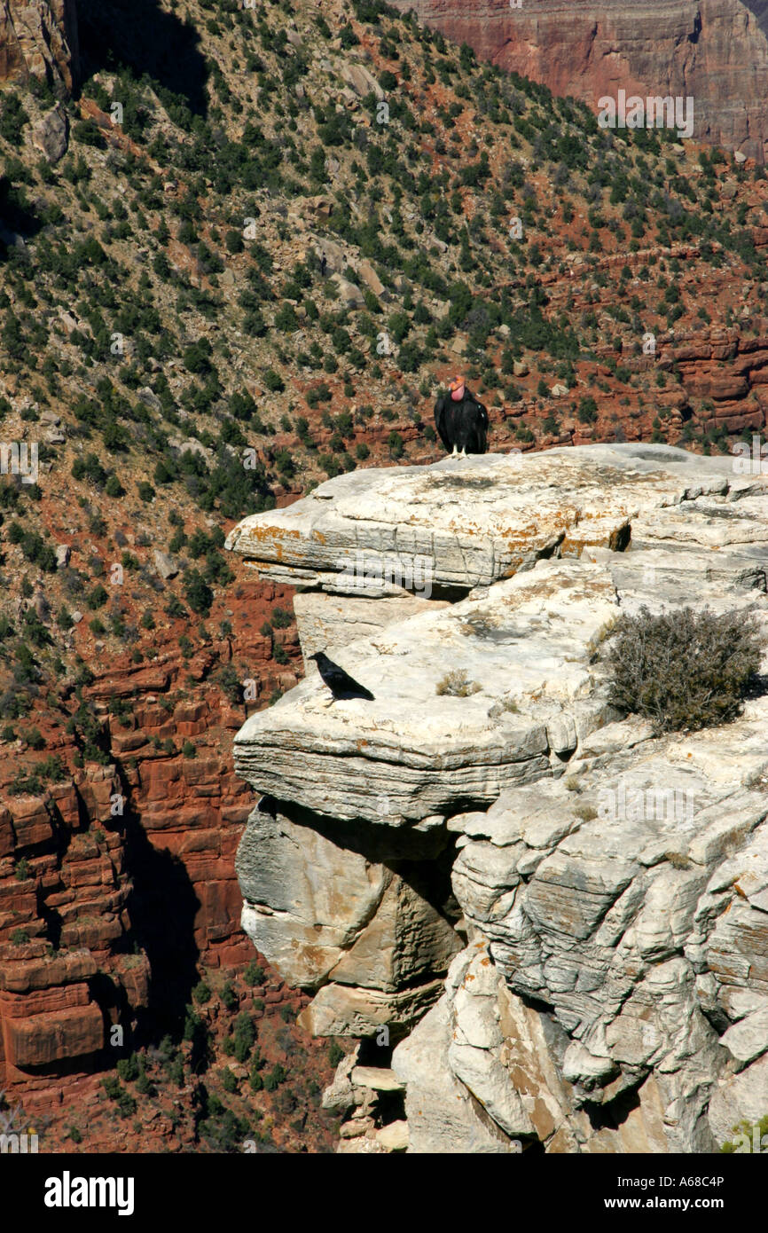 Condor grand canyon arizona hi-res stock photography and images - Alamy