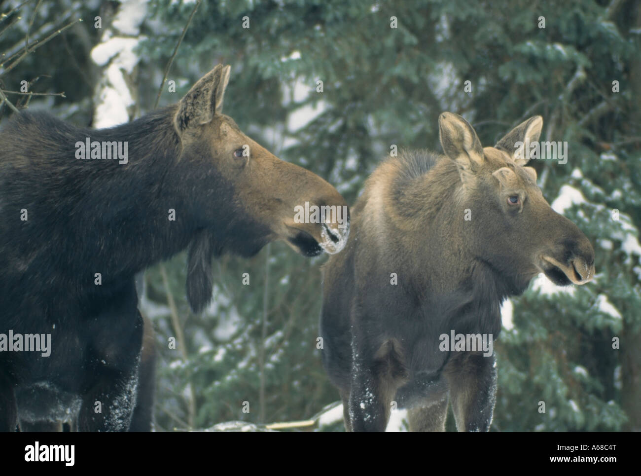 Cow moose with bull calf Smithers British Columbia Stock Photo - Alamy