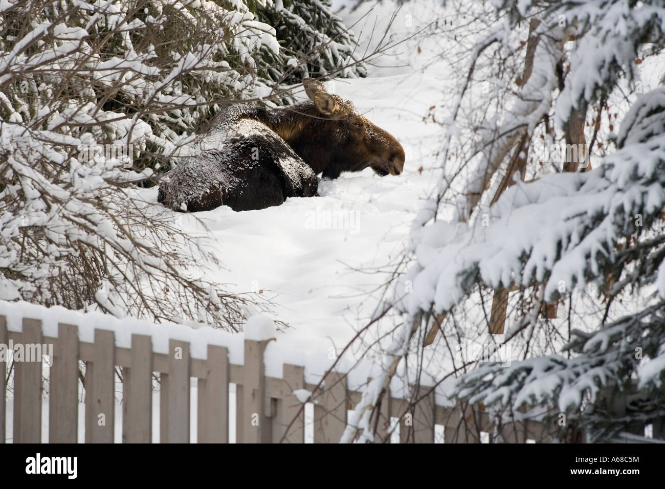 Moose in backyard Smithers BC Stock Photo - Alamy