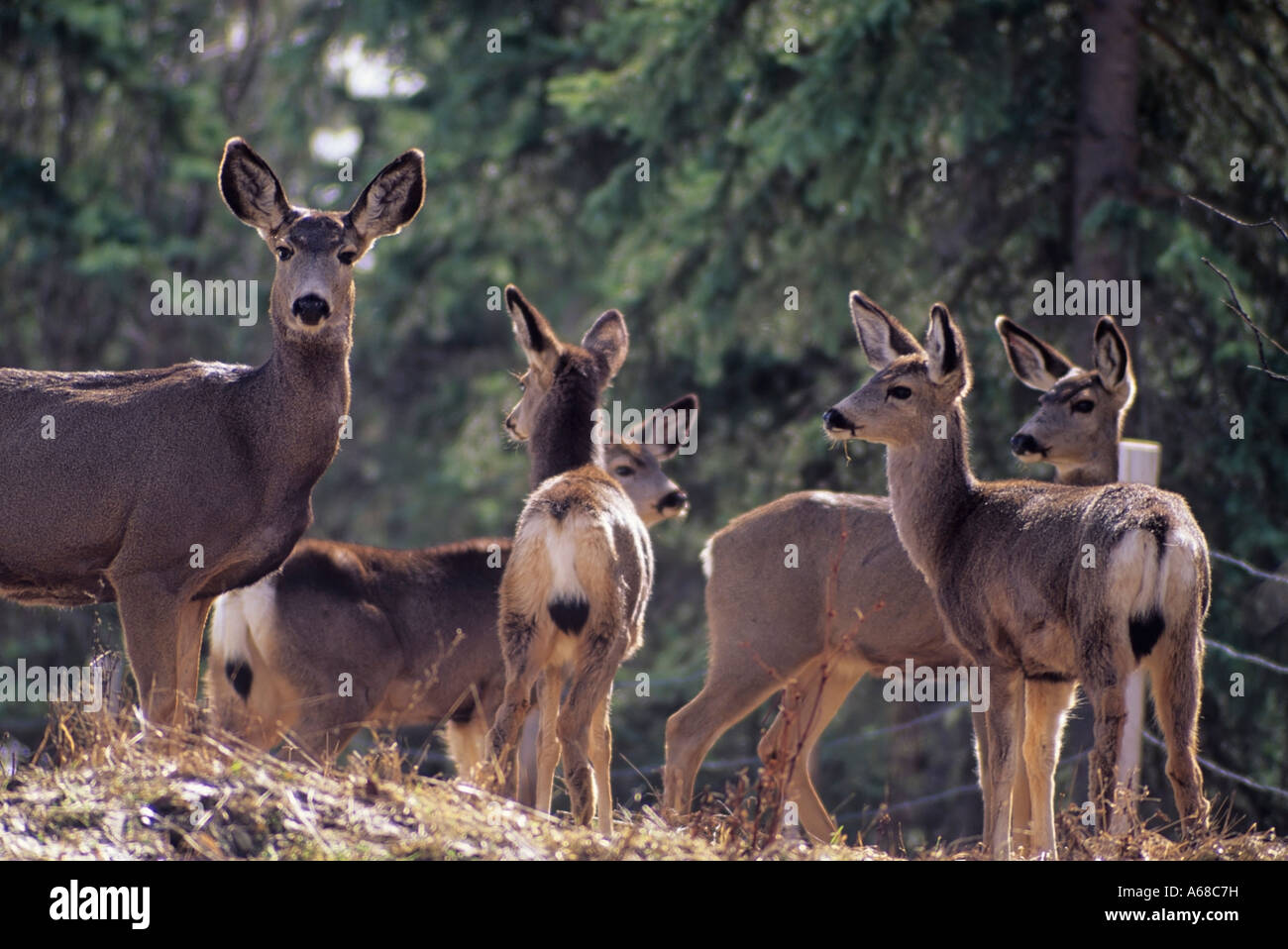 Mule deer does Bulkley Valley British Columbia Stock Photo - Alamy