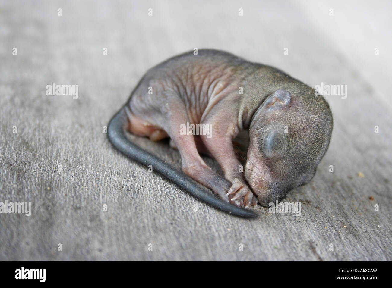 A newly born mouse Stock Photo - Alamy
