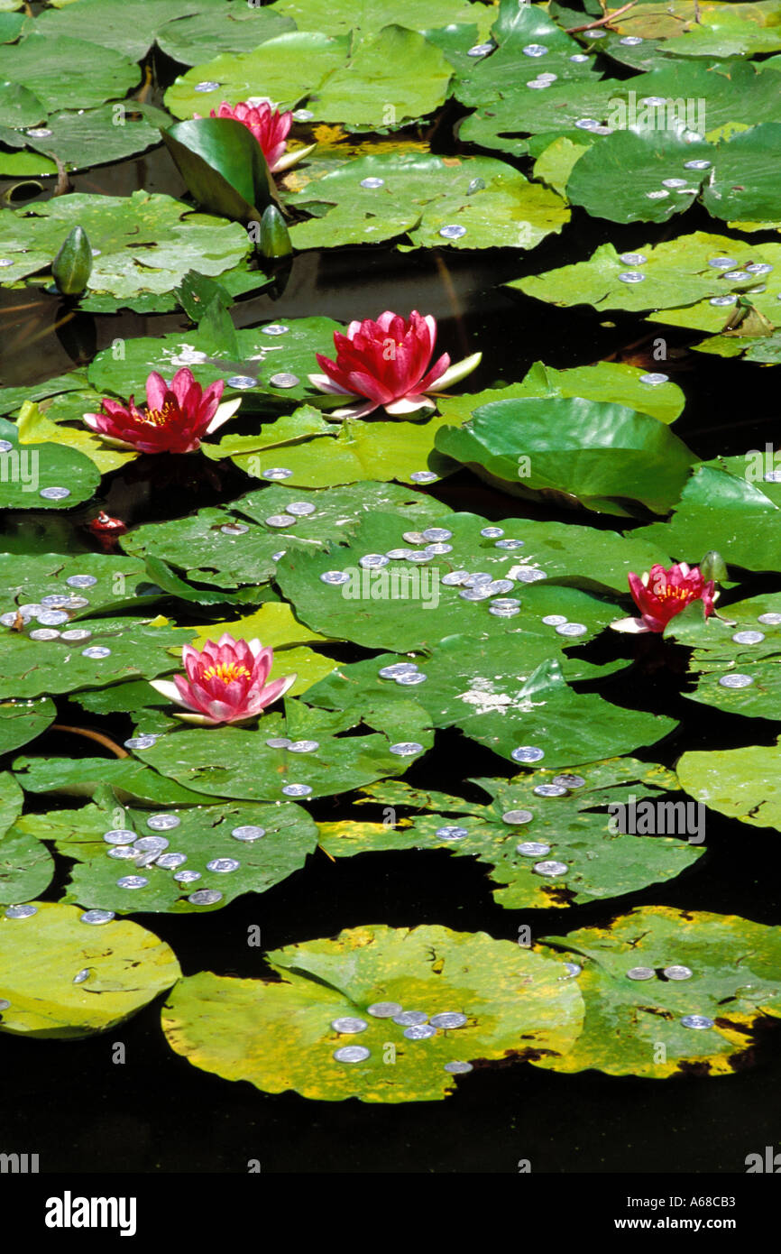 Imperial lily hi-res stock photography and images - Alamy