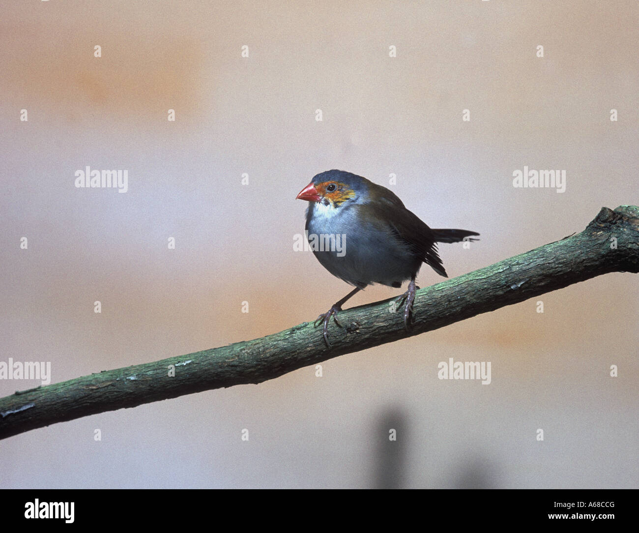 Orange cheeked Waxbill Estrilda melpoda close up perched on branch ...