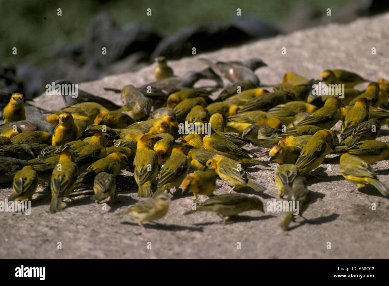 Taveta weaver hi-res stock photography and images - Alamy