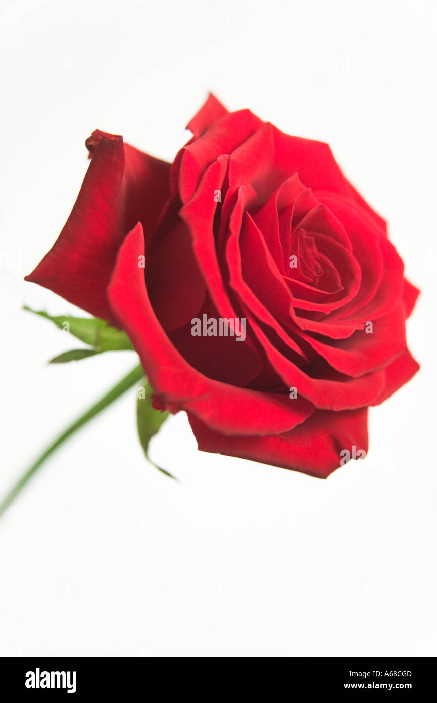 Single red rose against white background vertical Stock Photo - Alamy