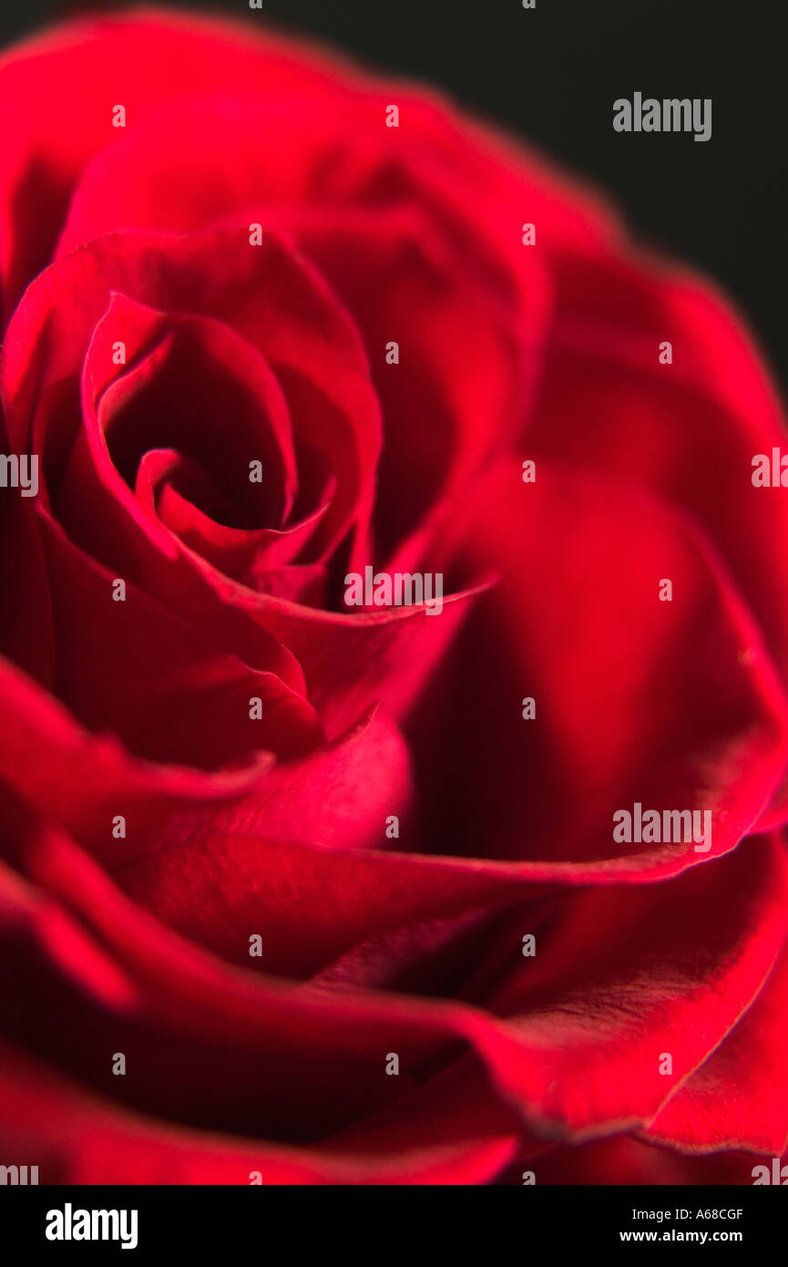 Red rose against black background vertical Stock Photo - Alamy