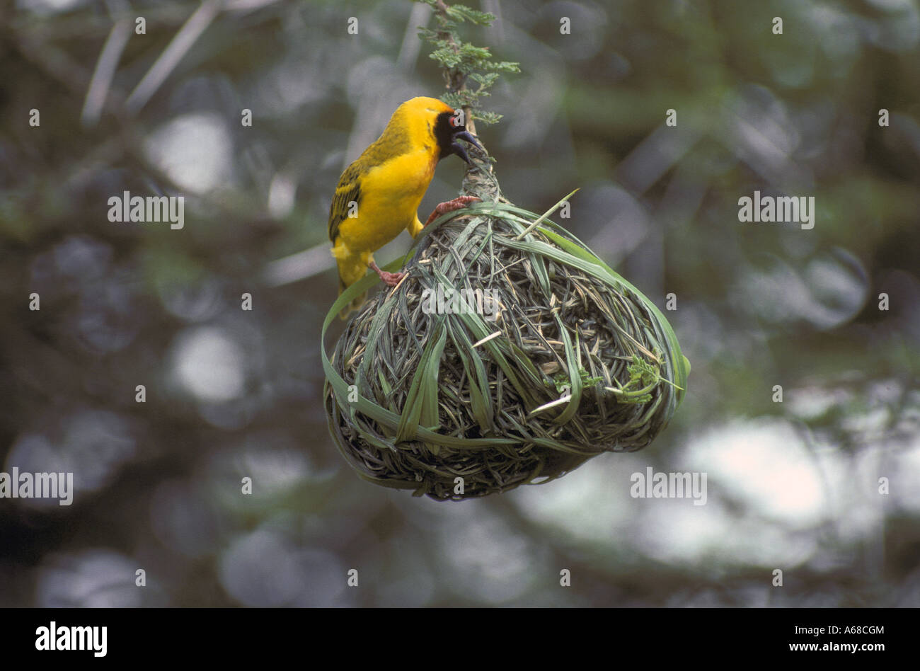 Tanzania Masked Weaver Ploceus reichardi Nest building Tanzania Stock ...
