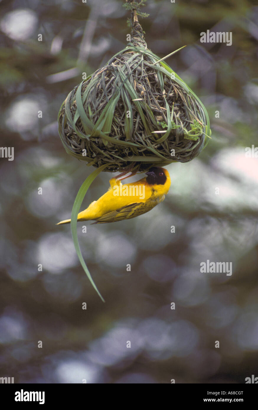 Tanzania Masked Weaver Ploceus reichardi Nest building Tanzania Stock ...
