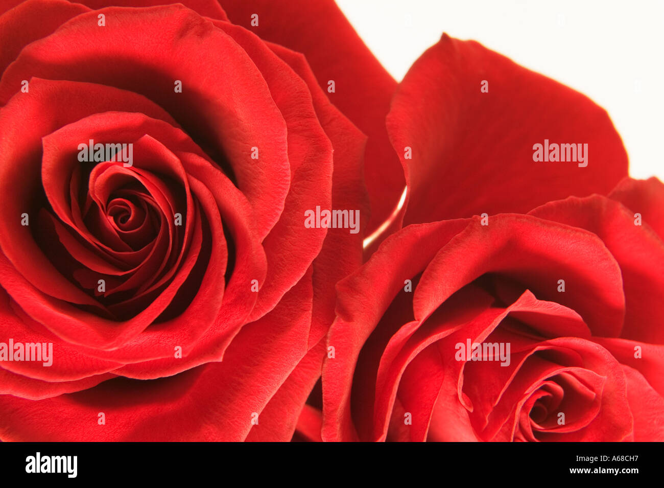 Red roses against white background horizontal Stock Photo - Alamy