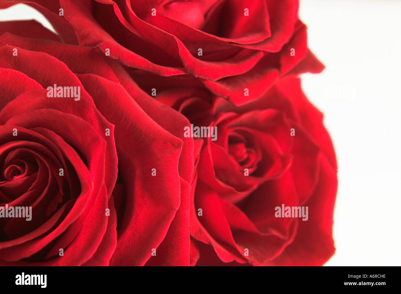 Red roses against white background horizontal Stock Photo - Alamy