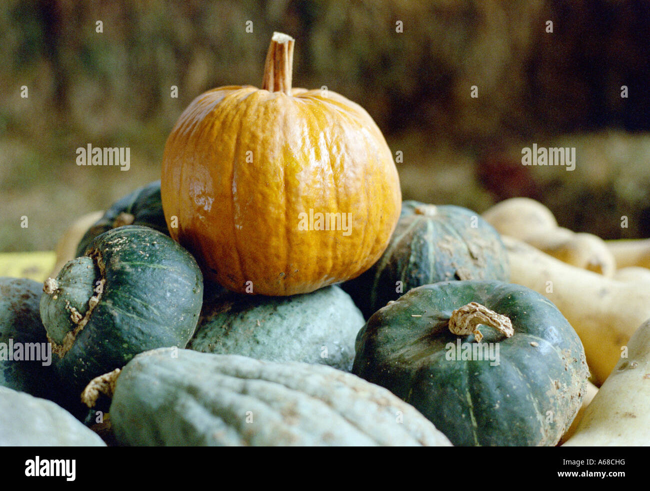 Pumpkin Display at Still Point Community Farm Shop, Connecticut. New ...