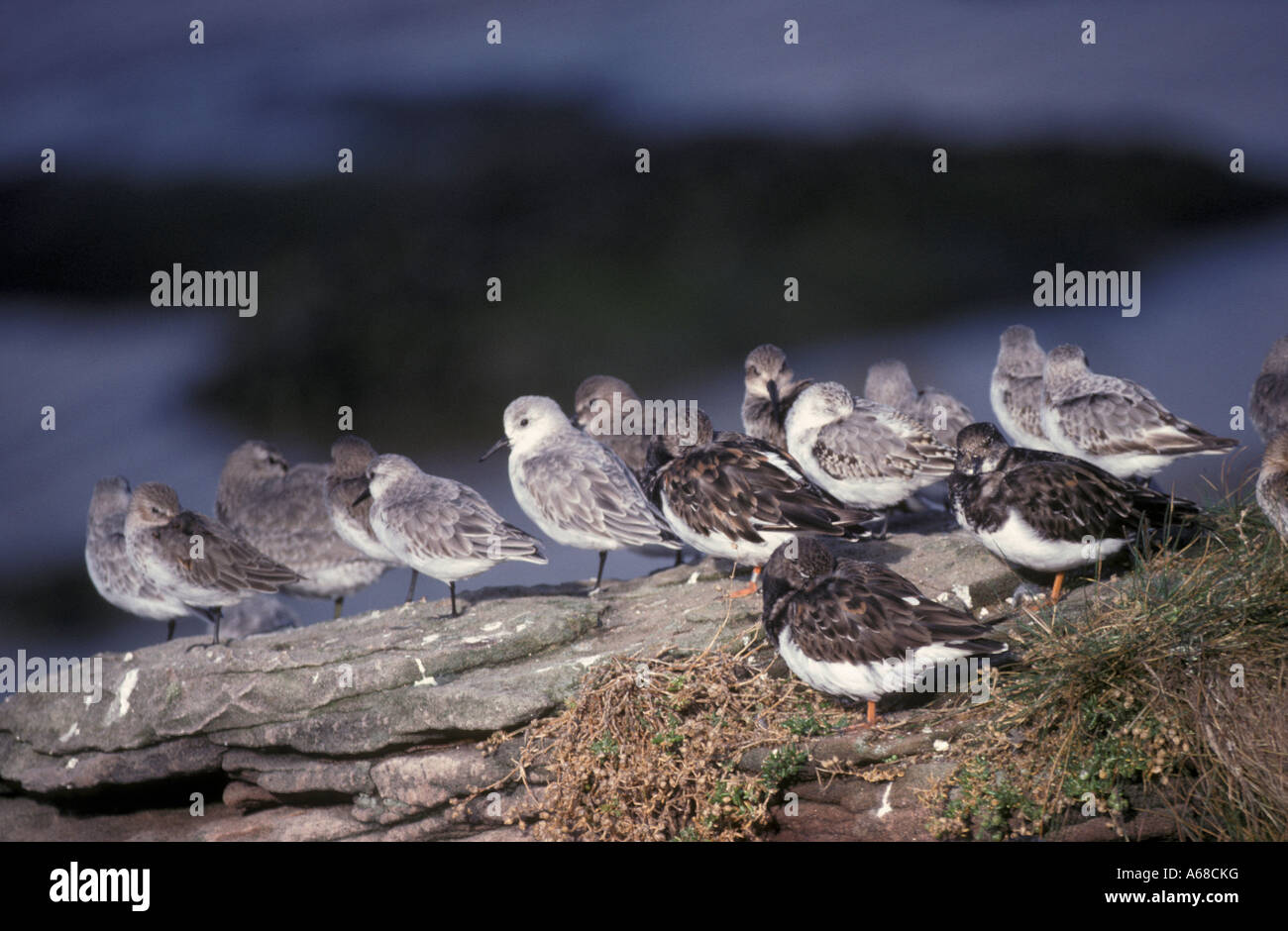 mixed group of wading birds Turnstone redshank dunlin knot sanderling ...