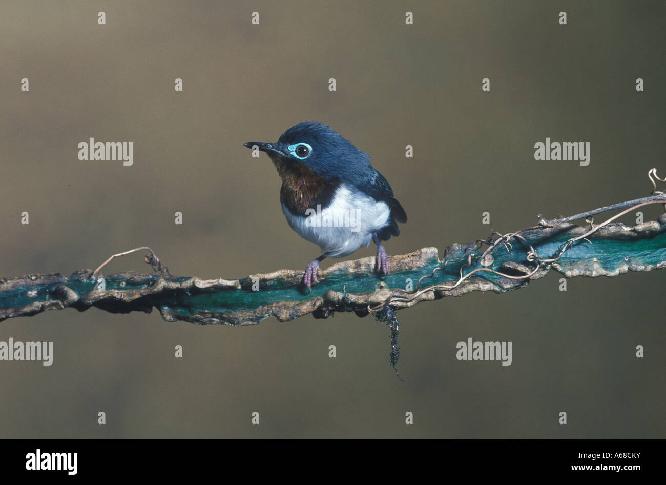 Jameson s Wattle eye Stock Photo - Alamy