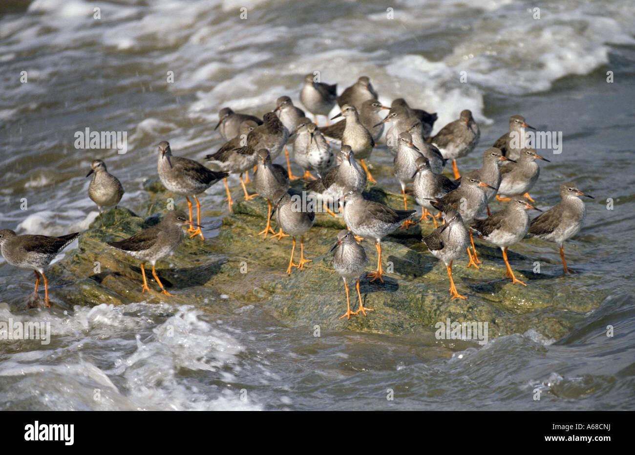 Flock of redshanks hi-res stock photography and images - Alamy