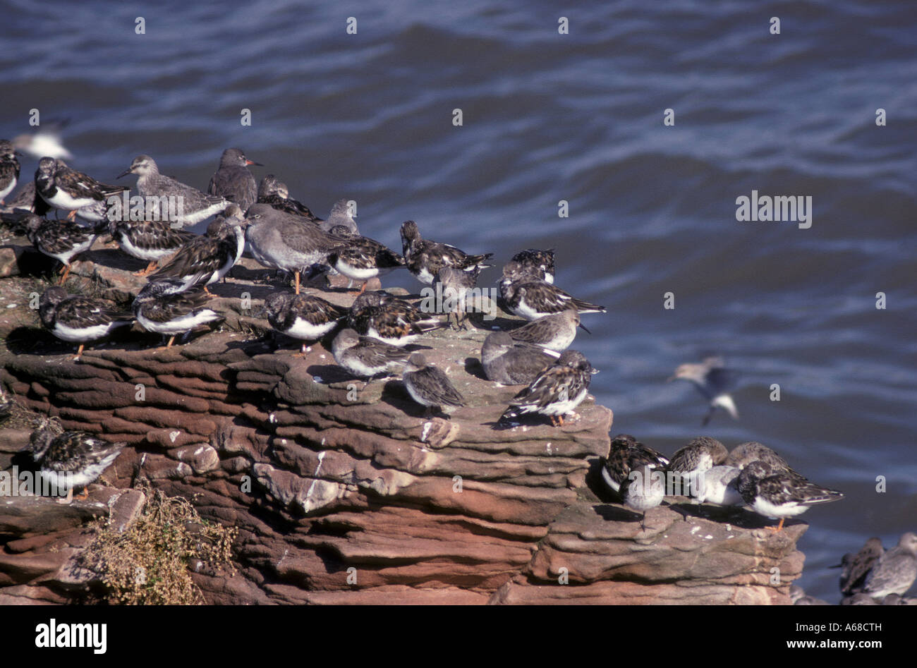 mixed flock of wading birds Turnstone redshank dunlin Stock Photo - Alamy