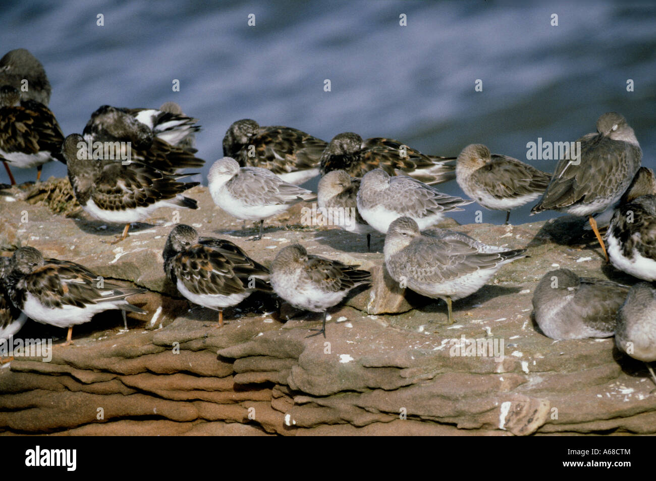 mixed flock of wading birds Stock Photo - Alamy