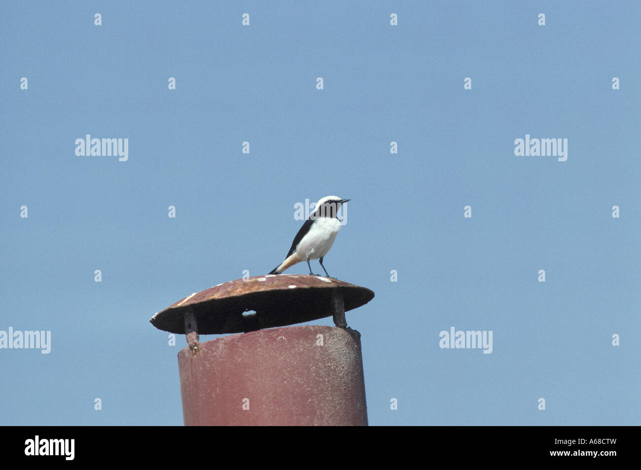 Mourning wheatear hi-res stock photography and images - Alamy