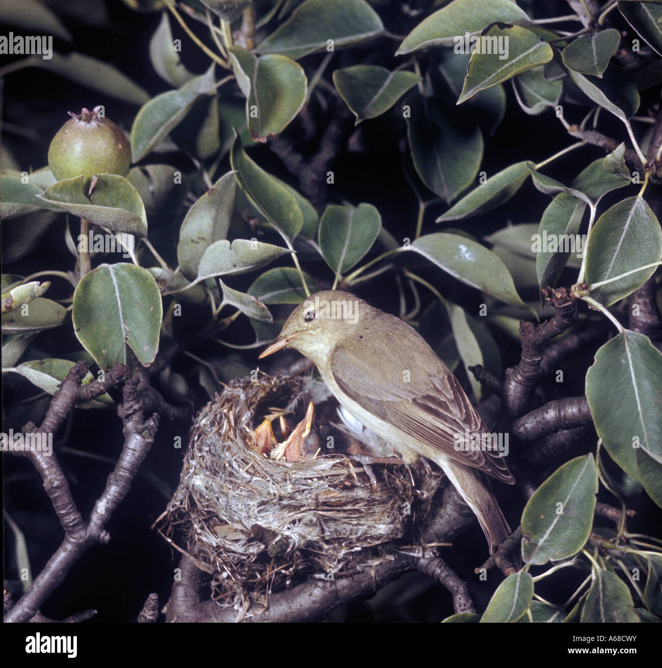Icterine Warbler Hippolais icterina at nest early kodachrome photograph ...