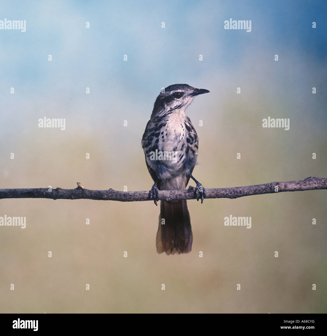 Spotted morning Warbler Stock Photo - Alamy