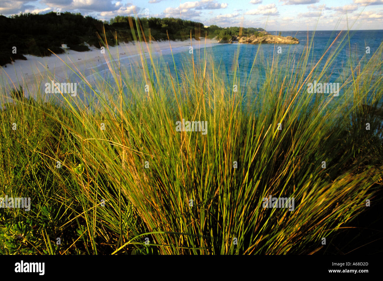 Bermuda grass hi-res stock photography and images - Alamy