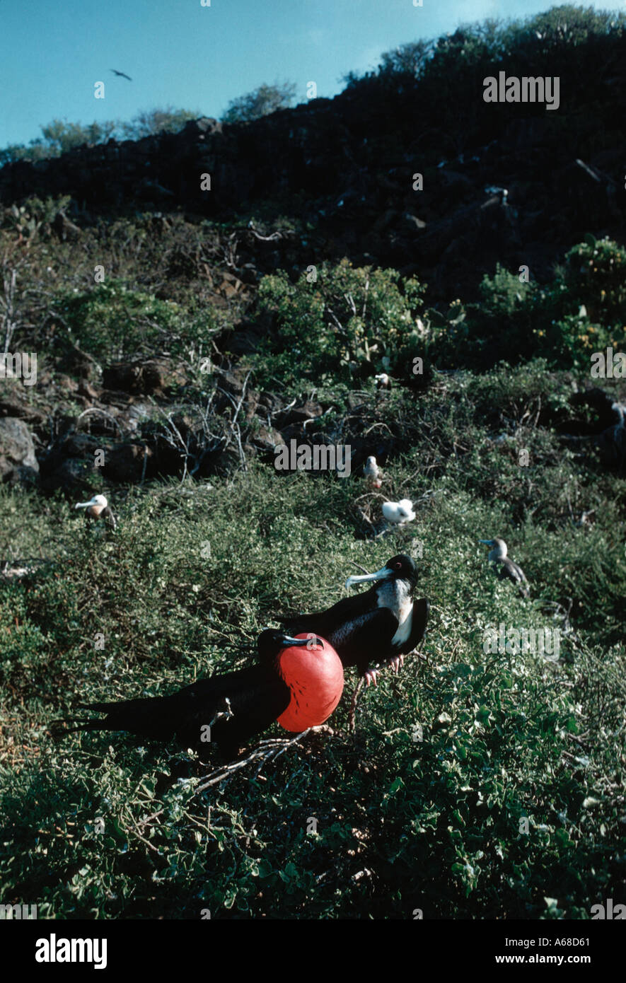 Pinta island hi-res stock photography and images - Alamy