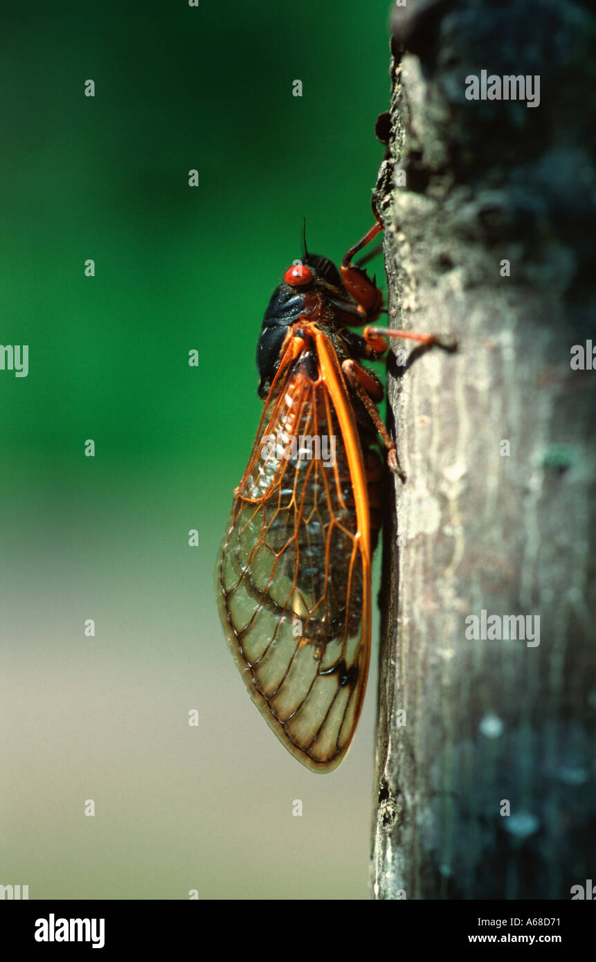 Cicada or commonly called a locust on the side of a oak tree shortly ...