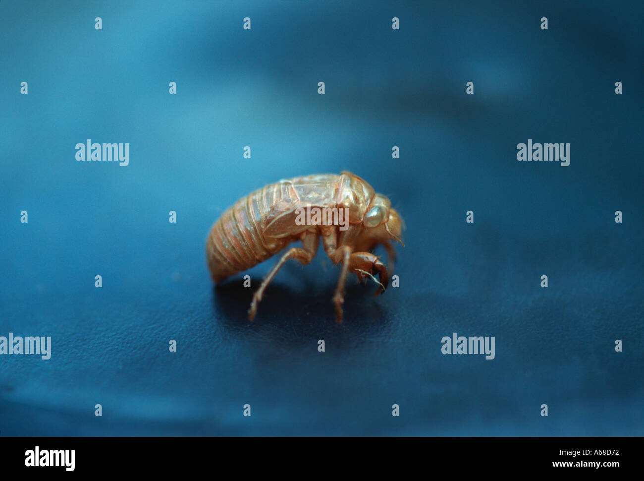 The abandend shell of a Cicada or commonly called locust This is shell ...
