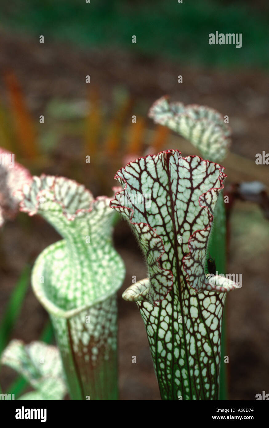 White topped pitcher plant is a bug eating trap and insect eating plant ...