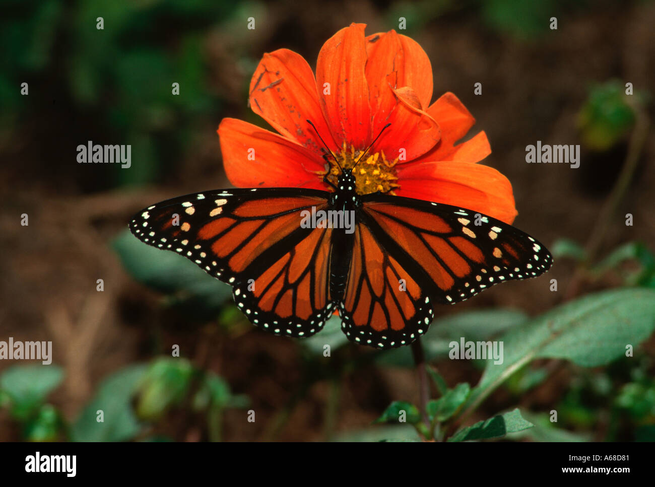 Insect documentary hi-res stock photography and images - Alamy