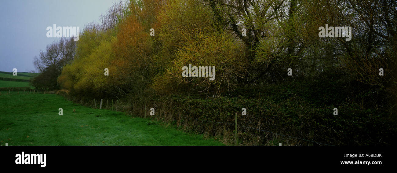 Somerset hedge and trees Stock Photo - Alamy
