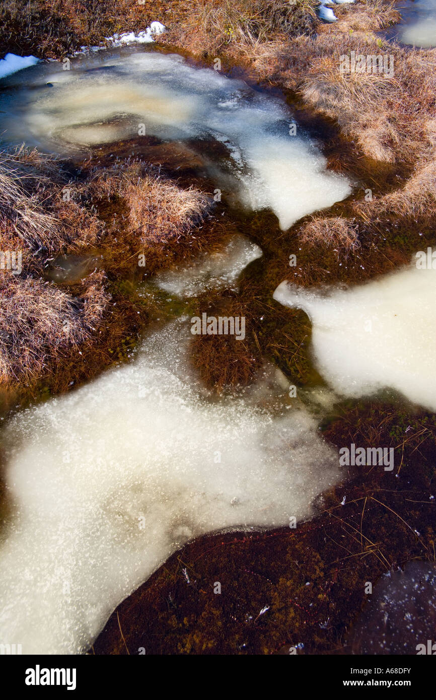Frozen bog pool Stock Photo - Alamy