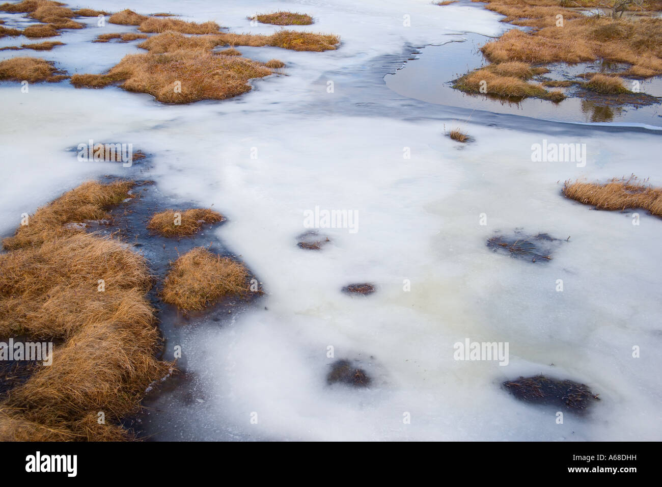 Frozen bog pool Stock Photo - Alamy