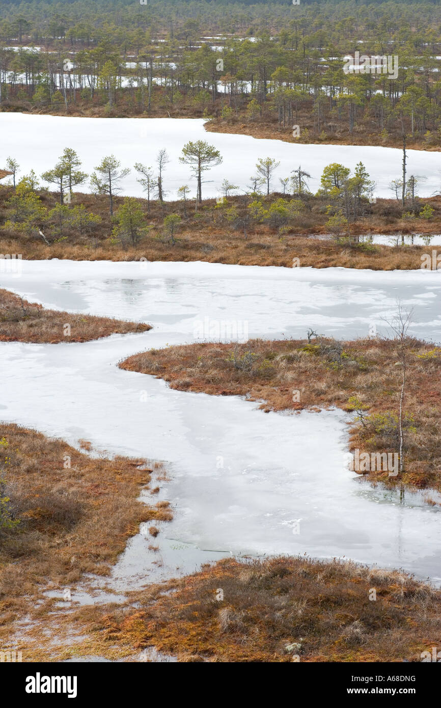 Männikjärve bog in early spring Stock Photo - Alamy
