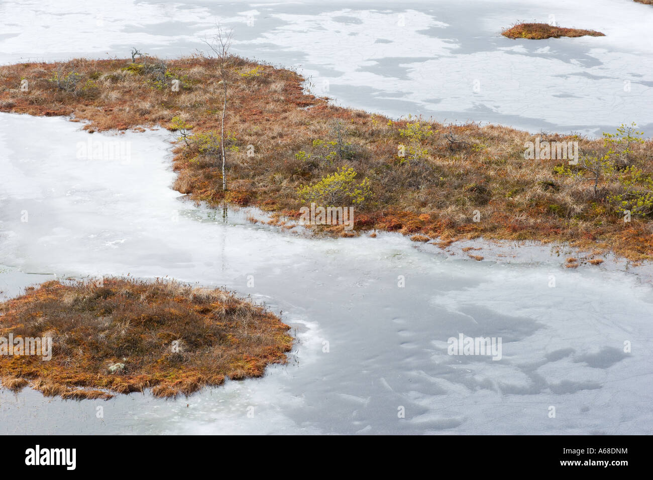 Frozen bog pool Stock Photo - Alamy